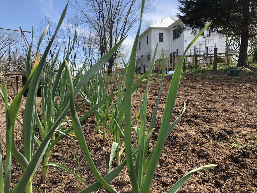 Corhaven Farm Updates - Coracle